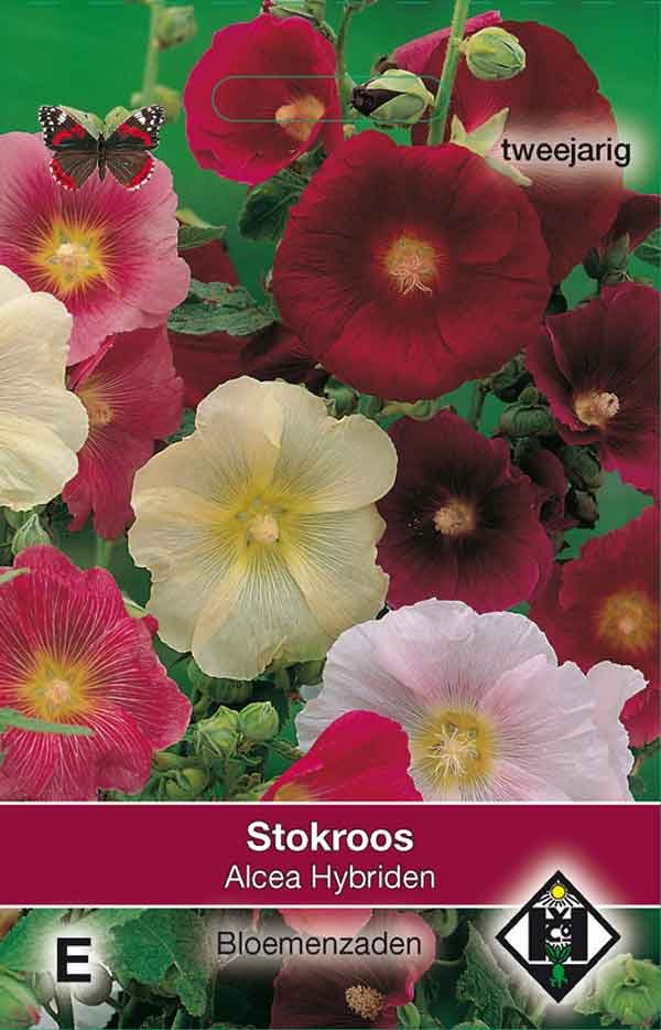 Alcea ficifolia Hybriden – Stokrose