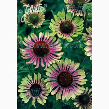 Solhat i mange farver let at fremspire fra frø-køb solhat frø online